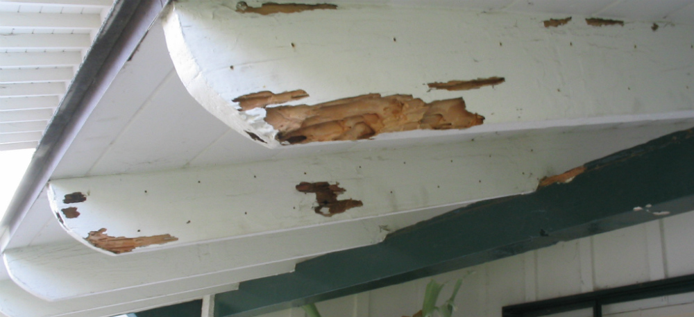 Tips in Repairing Termite Damage On Your House After The Treatment